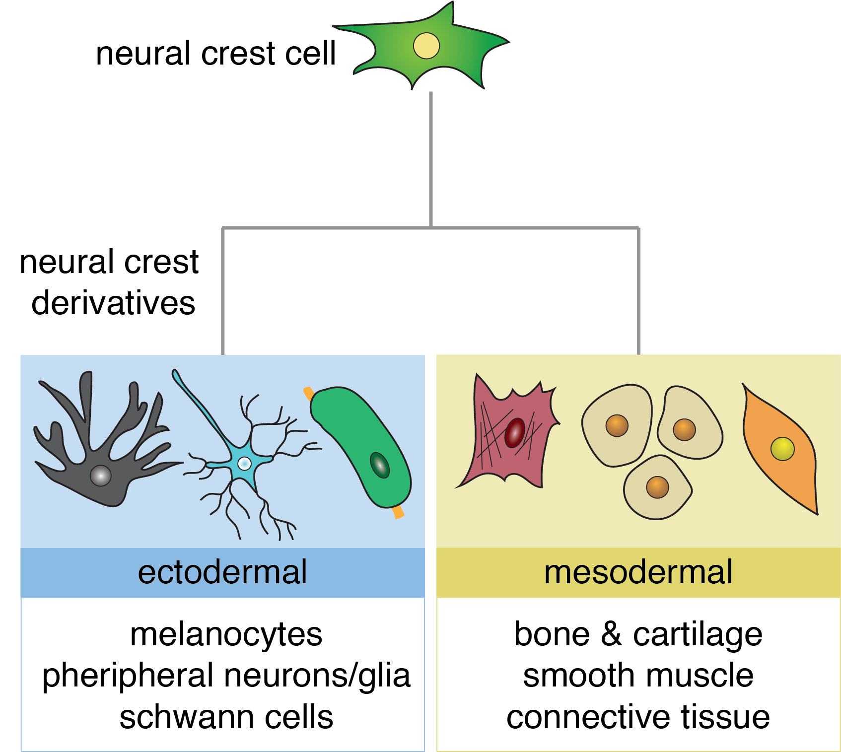 Research – Schock Lab