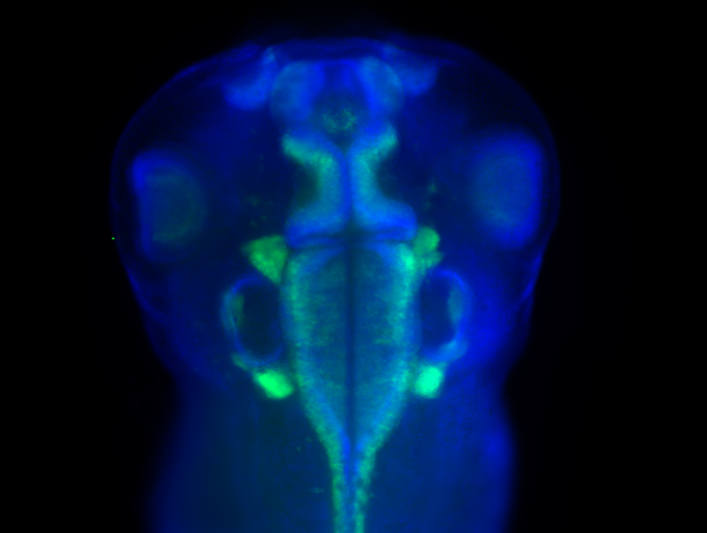 Image Gallery – Schock Lab